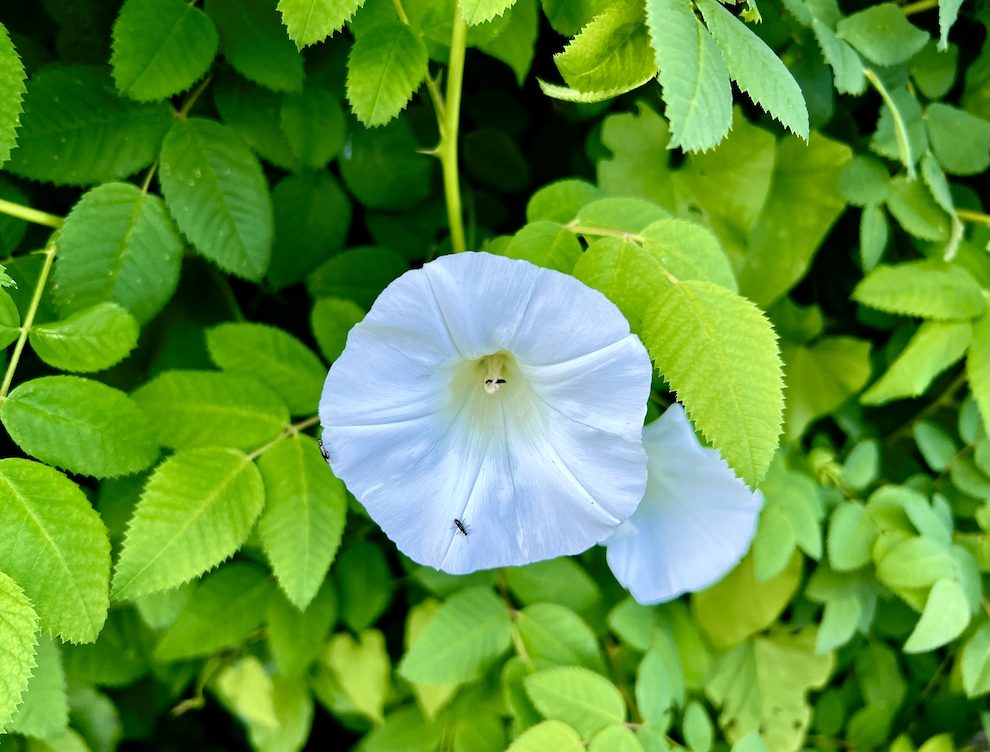 Project Ocean Bellingham – A Long-Awaited Hug